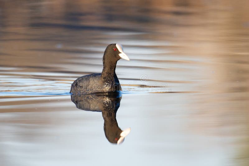 Coot Swimming on a Spring Lake with Reflection Stock Photo - Image of ...