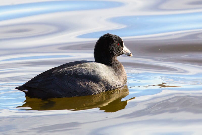 Coot swimming in the water stock photo. Image of fulica - 80009658