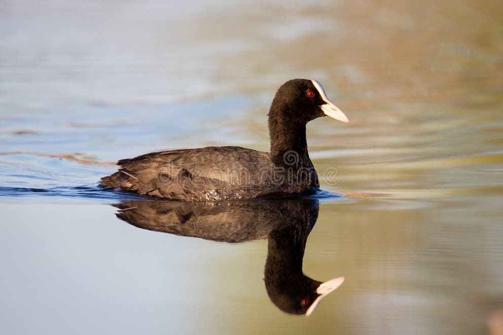 Coot Swimming on Water with Reflection Stock Image - Image of bird ...