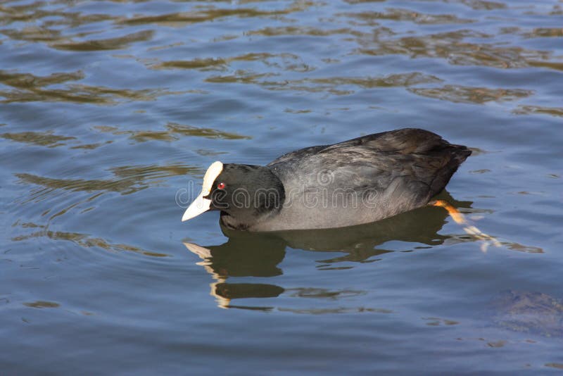 Coot water bird stock photo. Image of coot, fulica, water - 7673014