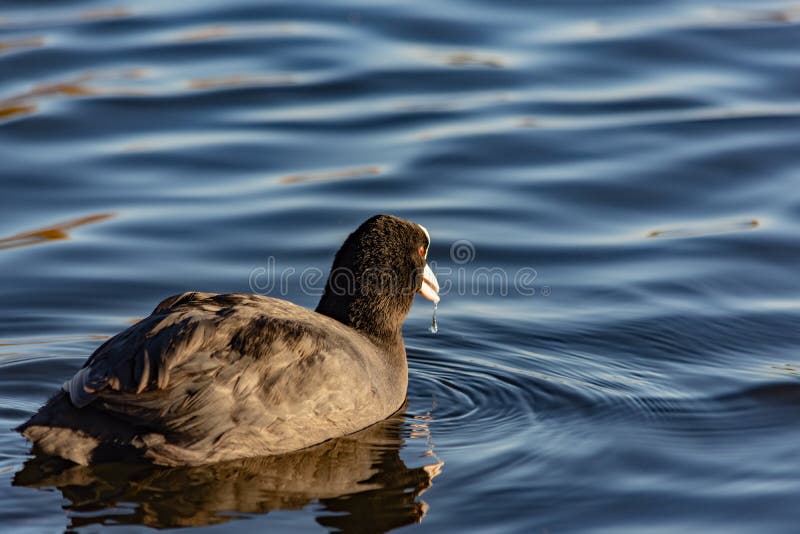 106 Dribbling Water Photos - Free & Royalty-Free Stock Photos from ...