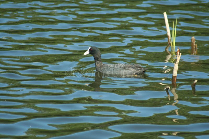 Coot on the water stock image. Image of waterfowl, shot - 156246889