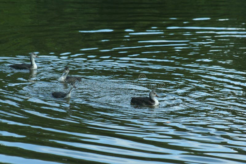 Coot on the water stock photo. Image of wild, water - 156247750