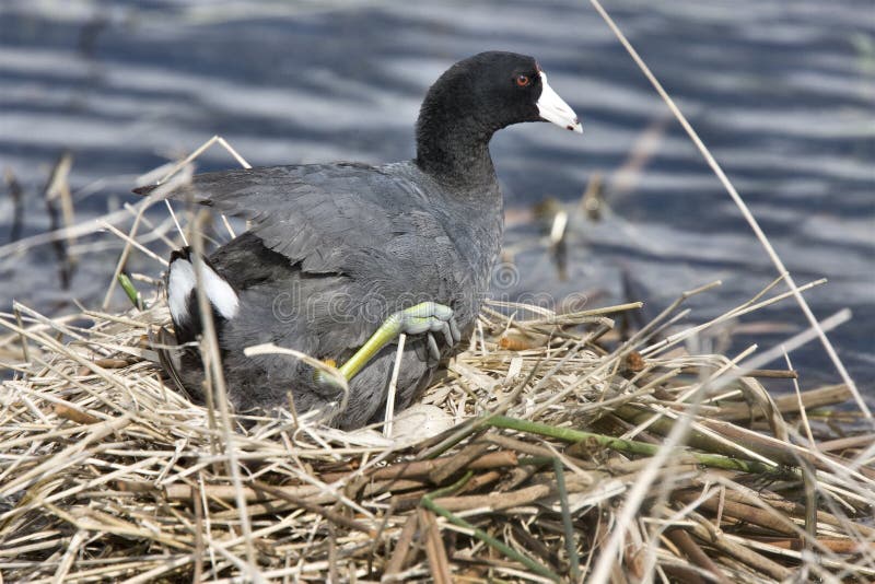 Coot or Waterhen Sitting on Eggs Stock Photo - Image of marsh, wild ...