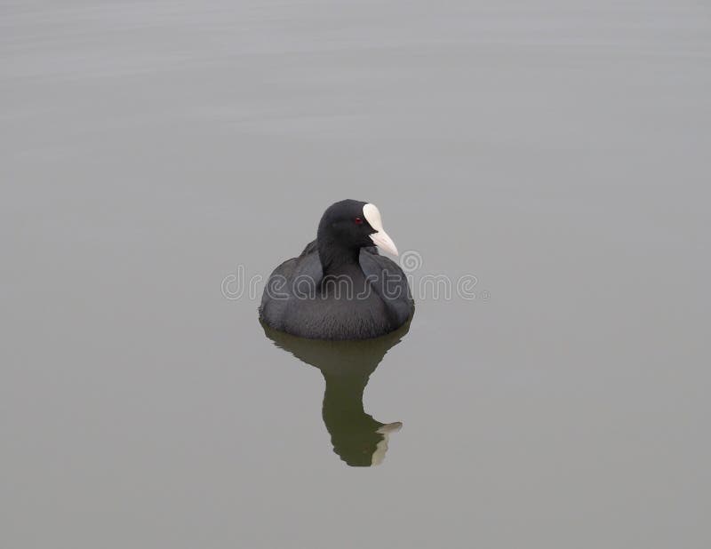 Coot stock image. Image of wildlife, lake, male, reflection - 61841859