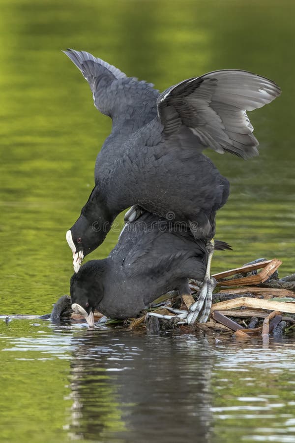 Coots mating in the spring stock photo. Image of habitat - 278446516