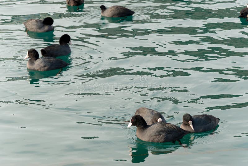 Coots in water stock photo. Image of water, bird, blue - 29333764