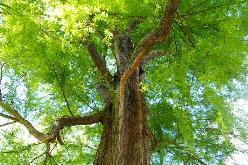 Copa Del árbol Desde El Suelo Foto de archivo - Imagen de verde, tronco ...