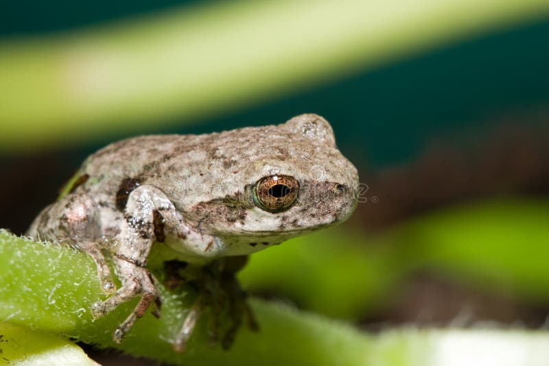 Cope's Gray Tree Frog Hyla Chrysoscelis Versicolor Stock Photos - Free ...