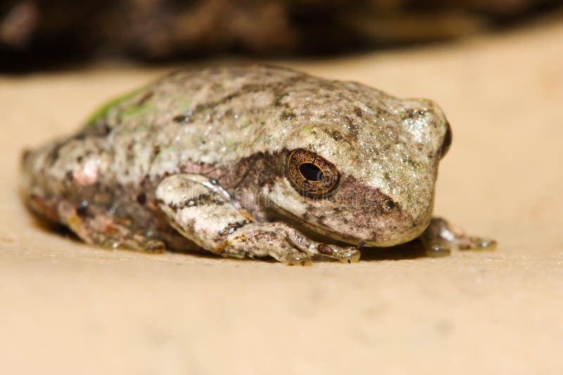 Cope s Gray Tree Frog. stock photo. Image of north, frog - 11928102