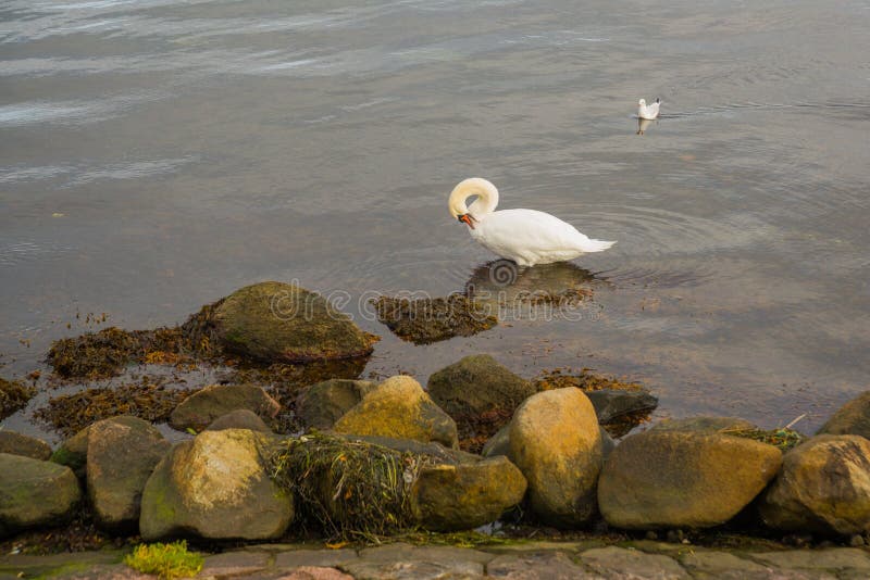COPENHAGEN, DENMARK: White Swan in the Water. Beautiful Panoramic View ...