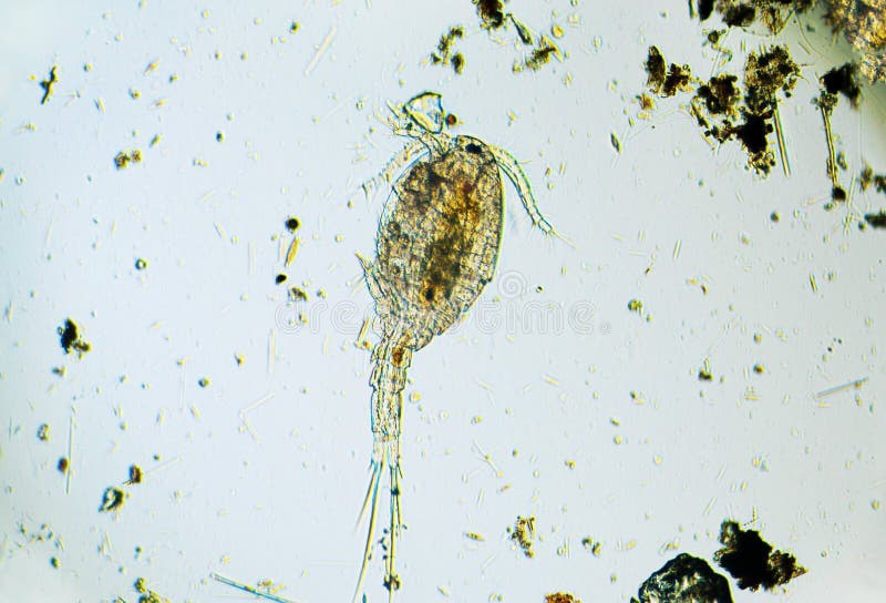 Freshwater Copepods