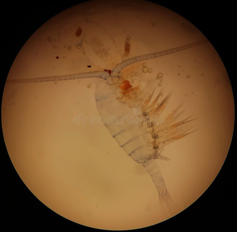 A Copepod Under a Microscope Stock Image - Image of copepod, eggs: 85025175
