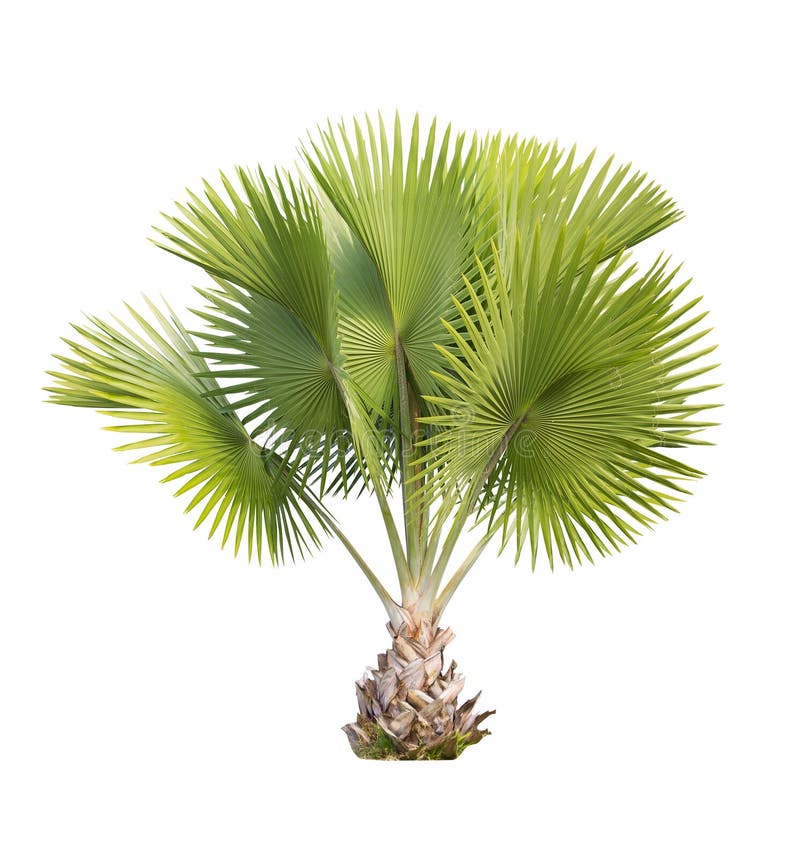 Copernicia Baileyana Palm Isolated with Clipping Path Stock Image ...