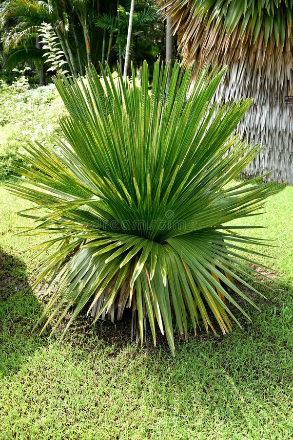 Copernicia curtissii stock image. Image of cuba, palm - 65305489