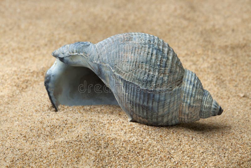 Coperture Blu Vuote Della Buccina Sulla Sabbia Della Spiaggia ...