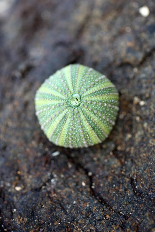 Coperture del discolo fotografia stock. Immagine di natura - 33128258