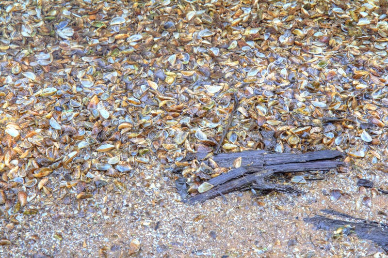 Coperture Della Cozza Di Zebra Immagine Stock - Immagine di driftwood ...