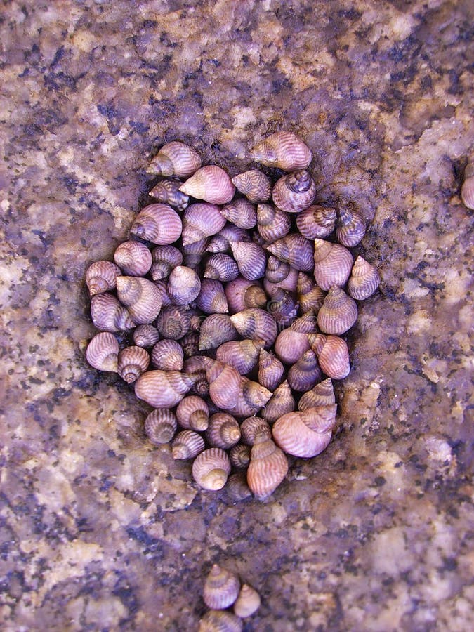 Coperture su un mucchio fotografia stock. Immagine di starfish - 47873222