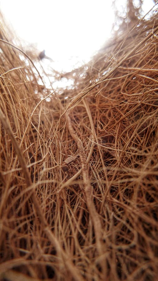 Copeta y cielo imagen de archivo. Imagen de pradera - 221682383