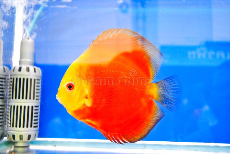 Copete foto de archivo. Imagen de tropical, brillante - 39678194