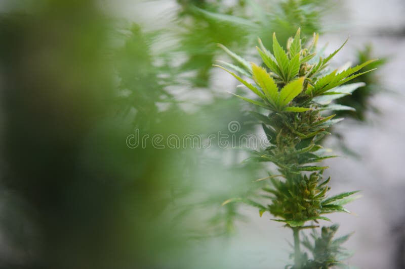 Copia De Fundo De Plantas De Marijuana Interior. Foto de Stock - Imagem ...