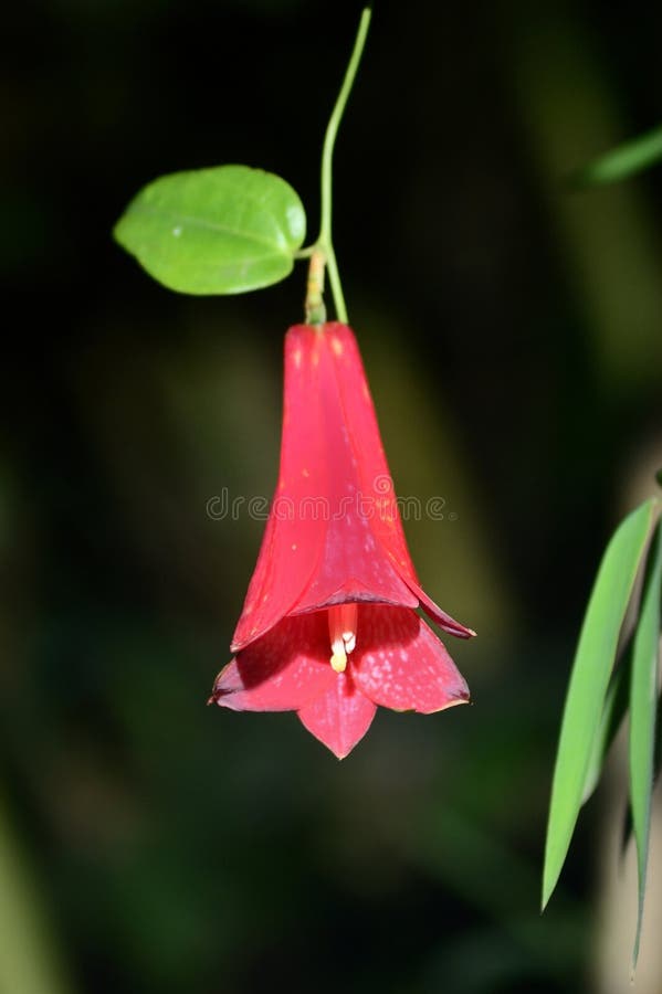 Copihue flower stock photo. Image of detail, america - 37863464