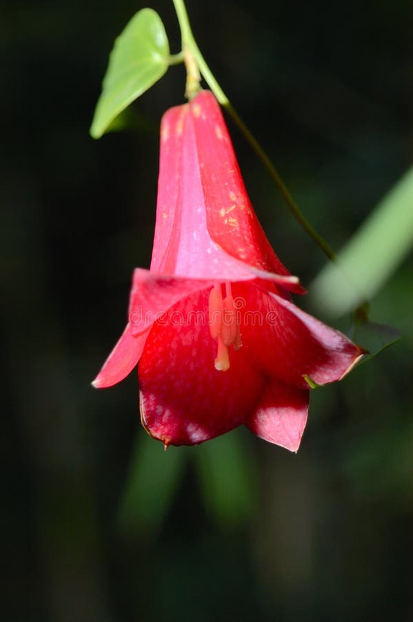 Copihue flower stock image. Image of copihue, leaves - 37863489