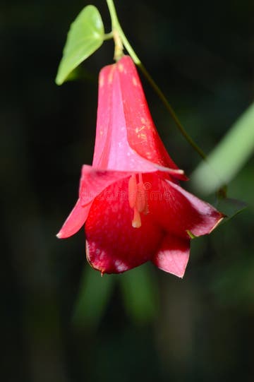 Copihue flower stock image. Image of copihue, leaves - 37863489