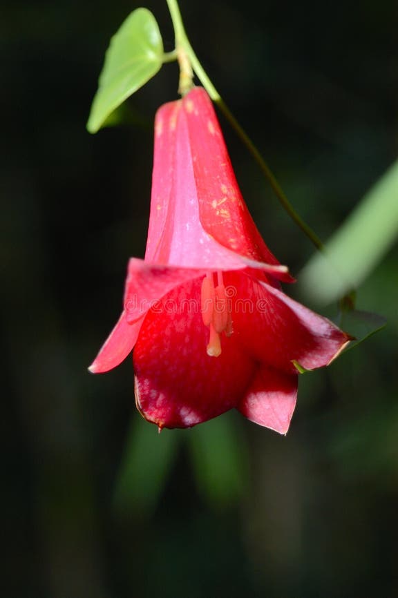 Copihue flower stock image. Image of copihue, leaves - 37863489