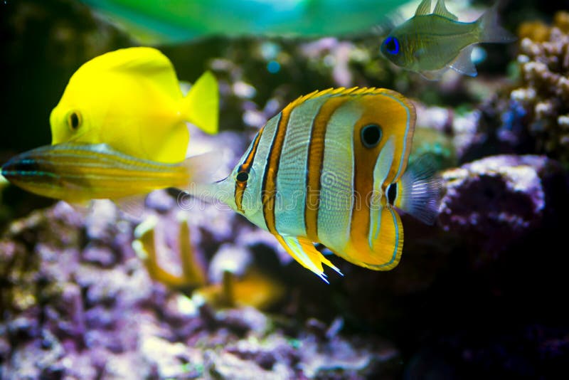 Copper band butterfly fish stock image. Image of copperband - 72135561