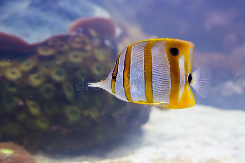 Copper Banded Butterfly Fish Stock Photo - Image of aquarium, butterfly ...