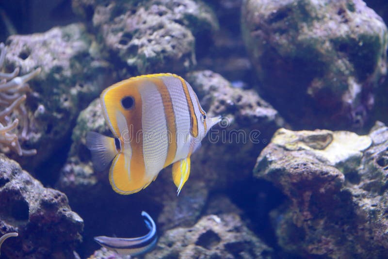 Copper Banded Butterfly Fish. Stock Image - Image of wildlife, water ...