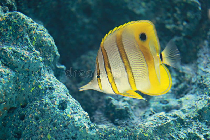 573 Butterfly Copper Fish Stock Photos - Free & Royalty-Free Stock ...