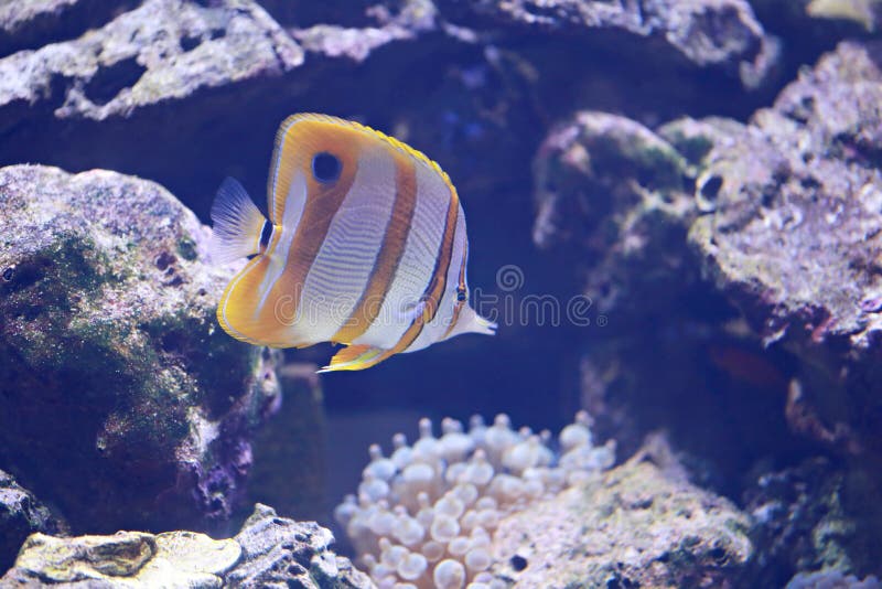 Copper Banded Butterfly Fish. Stock Image - Image of animal, tropical ...