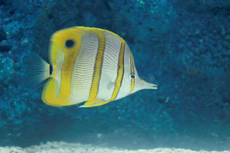 Copper Banded Butterfly Fish. Stock Photo - Image of aquarium, animal ...