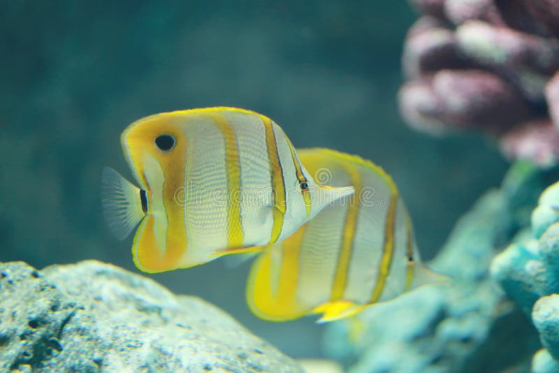 Copper Banded Butterfly Fish. Stock Photo - Image of marine, orange ...