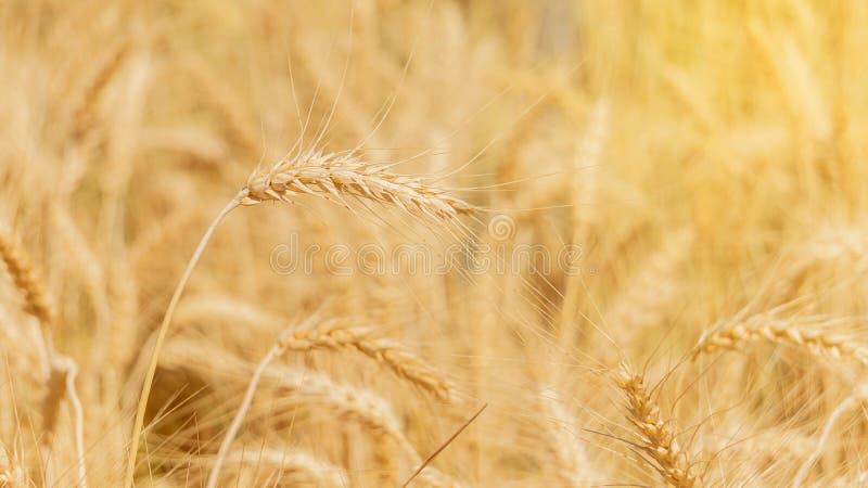 Copper Barley in the Fields of Beautiful Stock Image - Image of ...