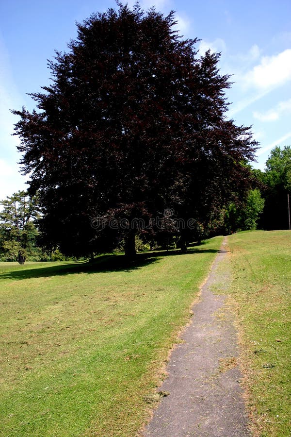 Copper Beech Picture. Image: 843712