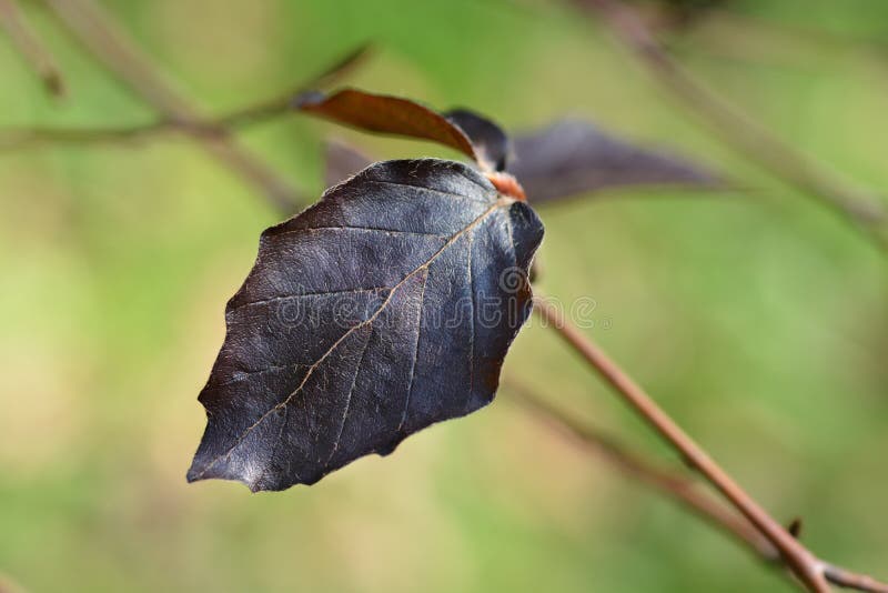 Copper Beech stock photo. Image of brown, european, outdoors - 162382402