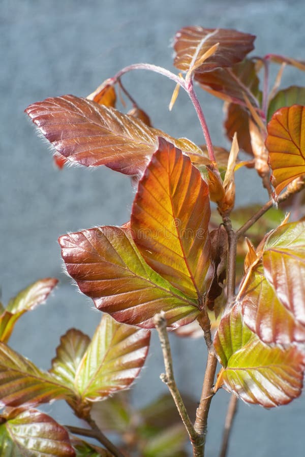 Copper Beech Leaves in Spring Stock Image - Image of freshness, natural ...
