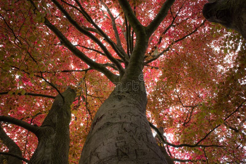 Copper Beech Tree from Below Stock Photo - Image of birch, panoramic ...