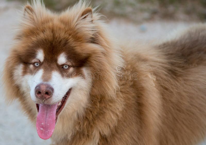 A Brown Alaskan Malamute Dog with Cheating Face Stock Image - Image of ...