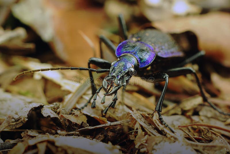 Copper bug stock image. Image of crawly, prey, insects - 12352651