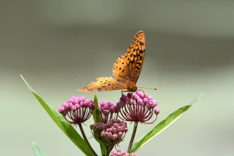 Copper butterfly stock image. Image of wildflowers, flower - 95224769