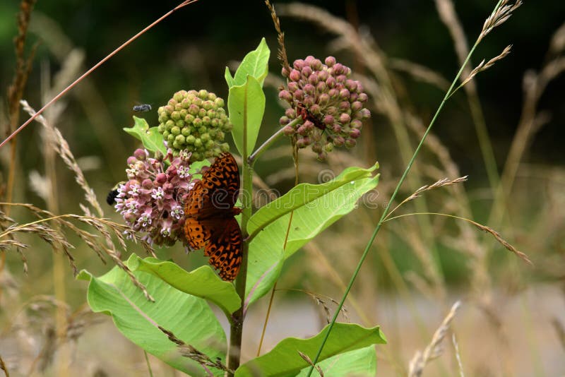 Copper butterfly stock photo. Image of wildlife, flower - 94892746