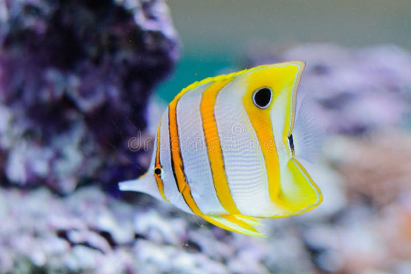 Copper Butterflyfish in the Aquarium Against Coral Stock Image - Image ...