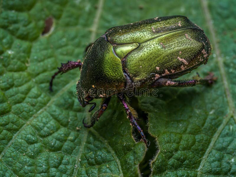 Copper Chafer Beetle on a Plant Leaf Stock Image - Image of field ...