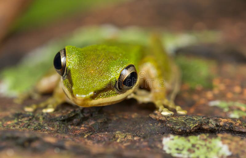 Copper Cheeked Frog Looking into the Camera. an Extreme Close Up of the ...