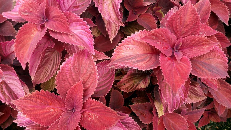 Copper Coleus after a Good Rain Stock Image - Image of autumn ...